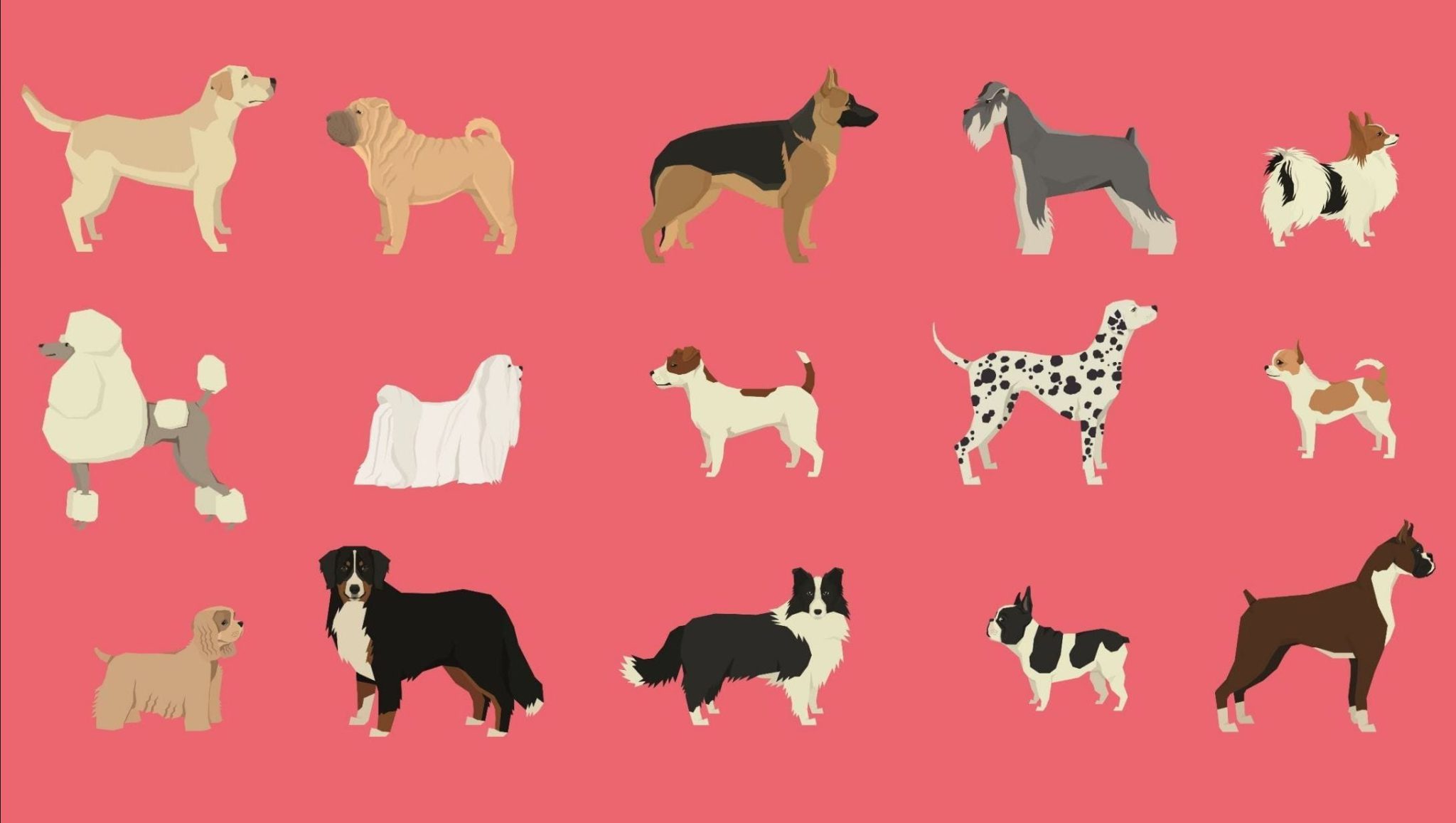 De 20 mest populære hunderacer: Hvilken hund skal du vælge? | Vuffeli ...