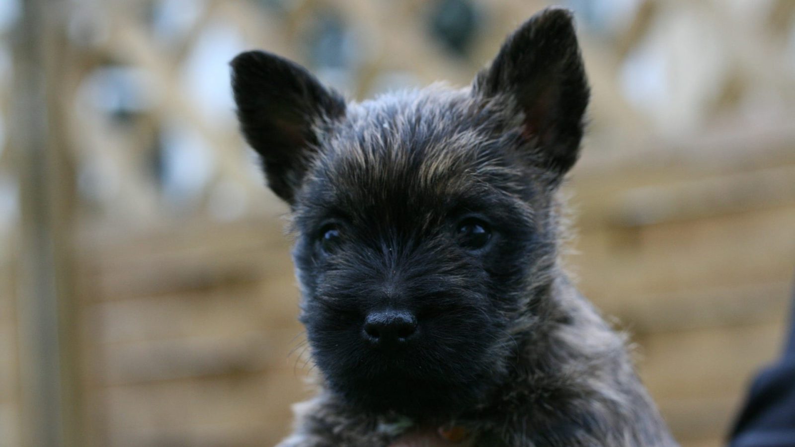 Cairn terrier: Den intelligente jæger | Vuffeli hundeblog