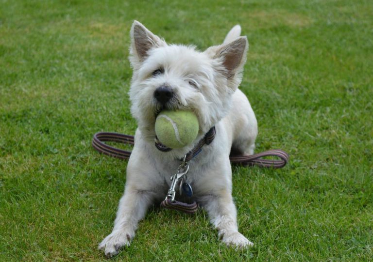 Cairn terrier – Den perfekte familiehund | Vuffeli