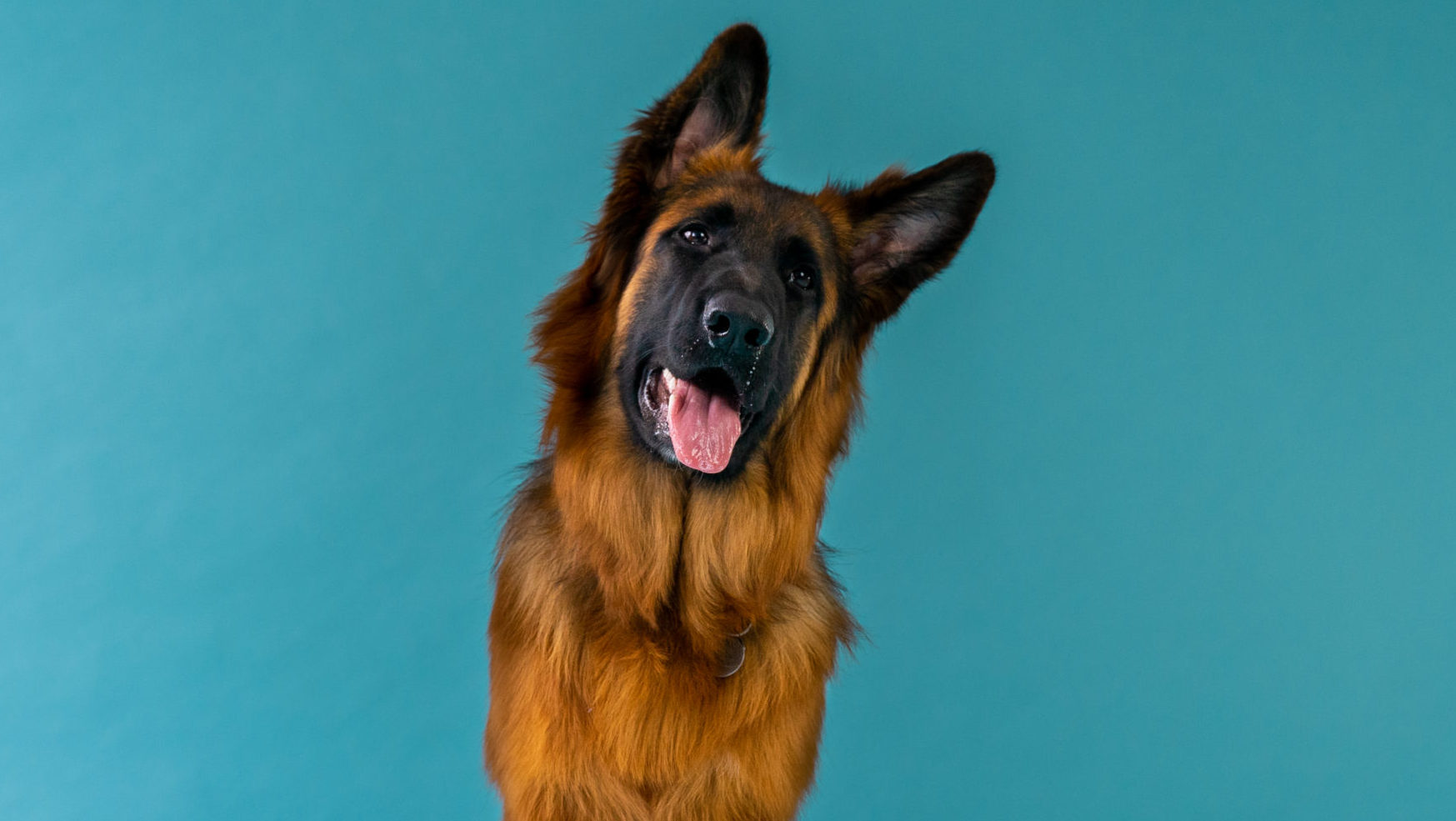 Schæferhund – 10 ting du ikke vidste om schæferen | Vuffeli