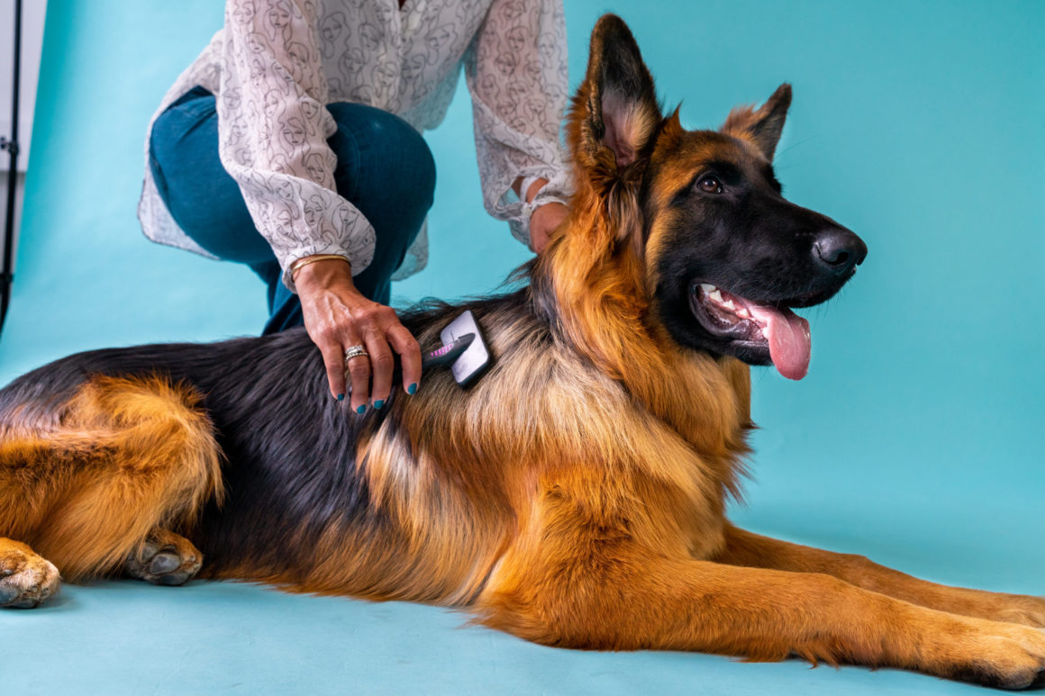 Schæferhund – 10 ting du ikke vidste om schæferen | Vuffeli