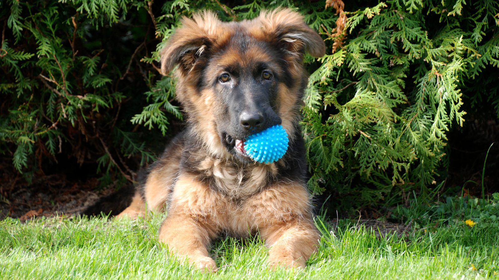 Schæferhund – 10 ting du ikke vidste om schæferen | Vuffeli