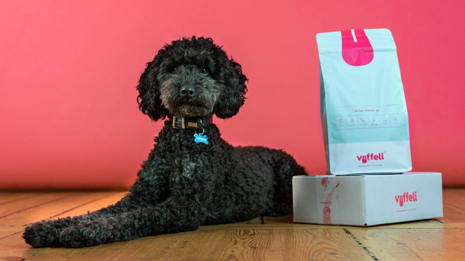 Puddel – 10 ting du ikke vidste om hunderacen | Vuffeli