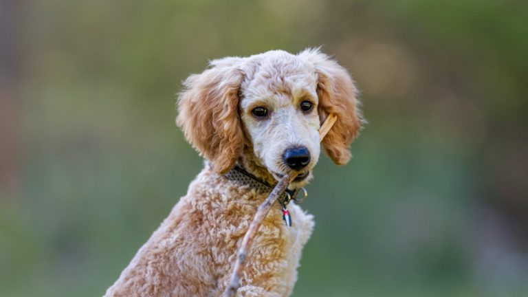 Puddel – 10 ting du ikke vidste om hunderacen | Vuffeli