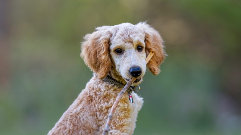 Puddel – 10 ting du ikke vidste om hunderacen | Vuffeli