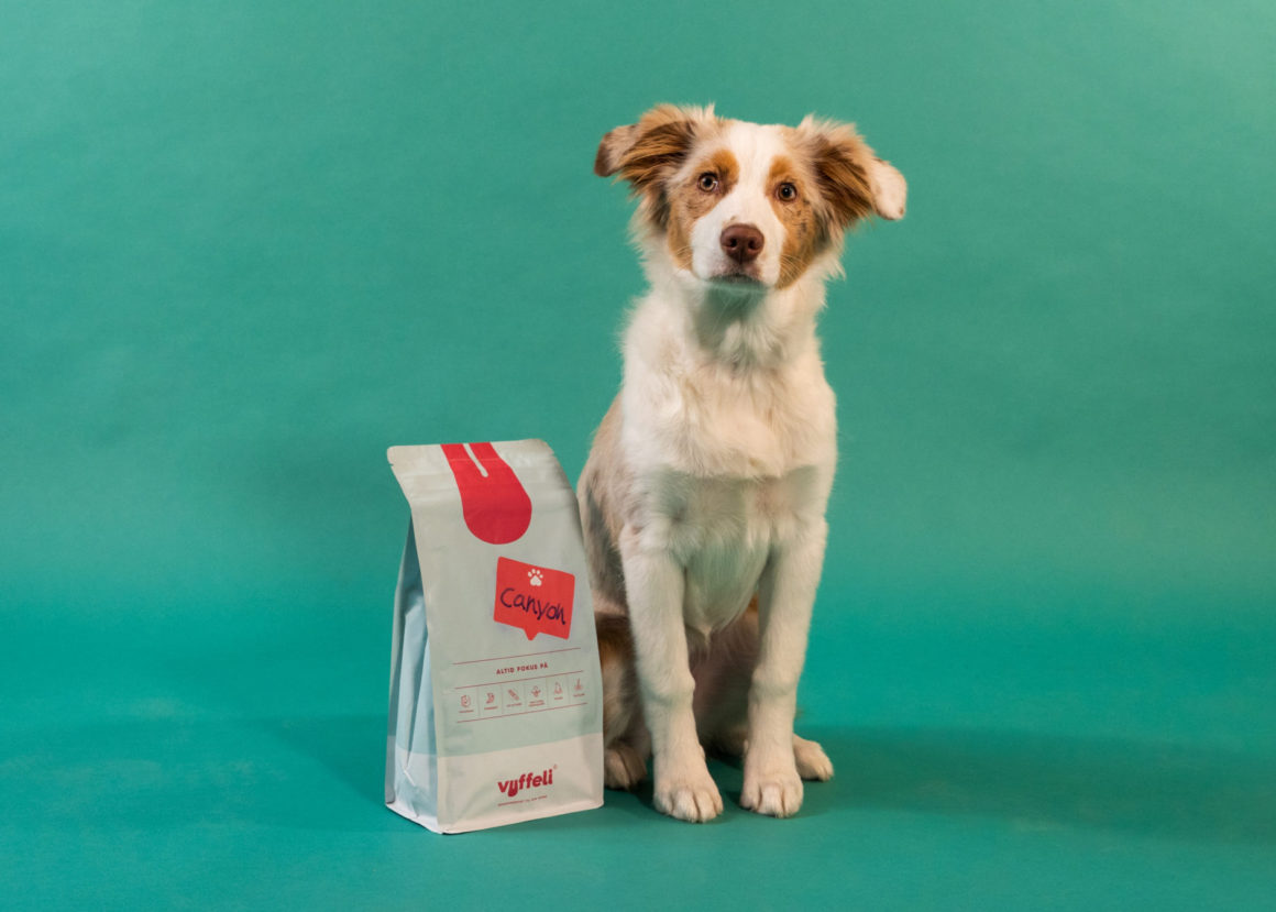 Australian shepherd (aussie) – 10 ting om racen | Vuffeli