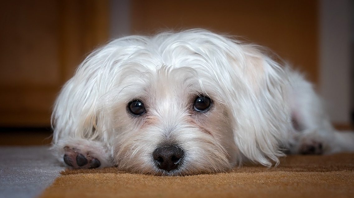 Malteser: Den lille hvide selskabshund | Vuffeli hundeblog