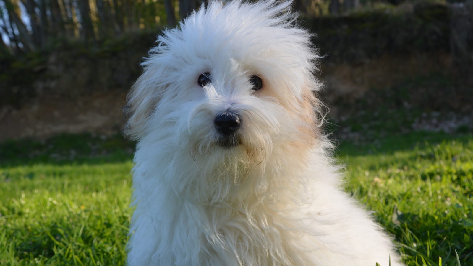 Coton de Tulear: Den populære bomuldshund | Vuffeli hundeblog