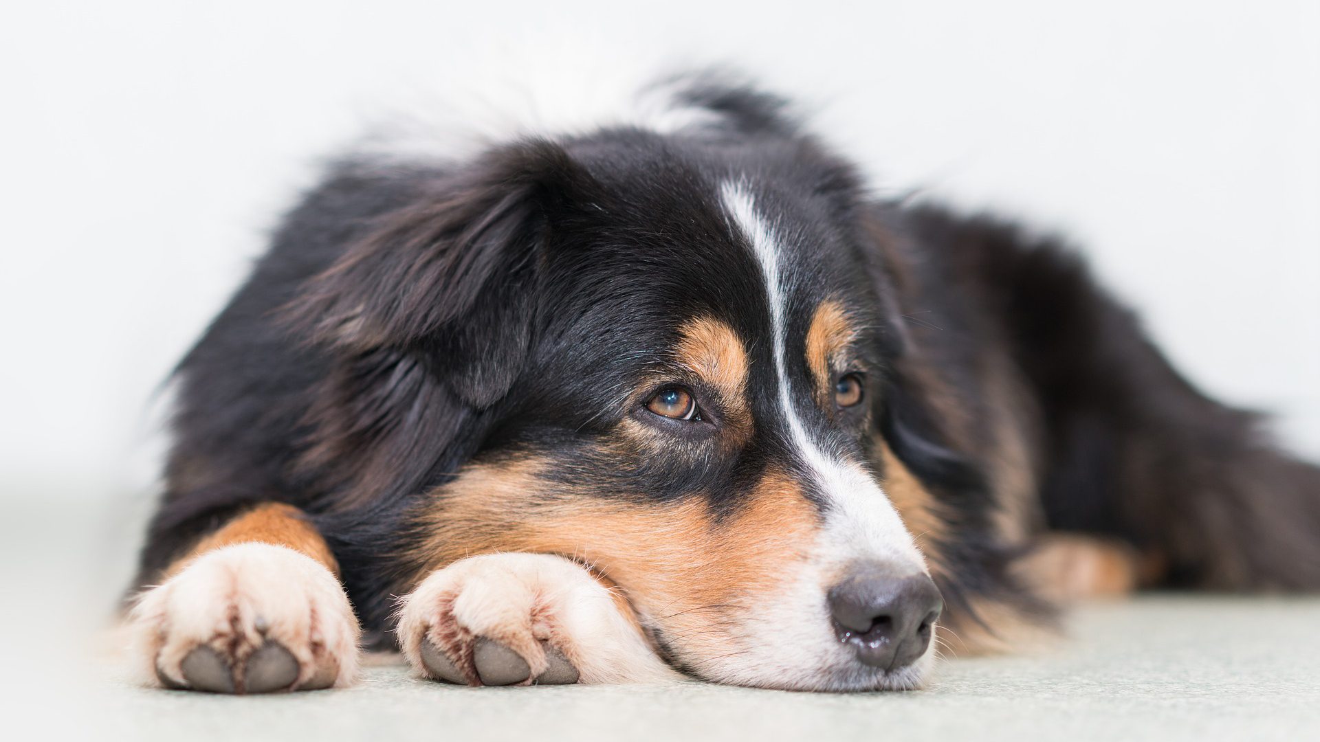 Australian shepherd: Den kærlige og kvikke aussie | Vuffeli hundeblog