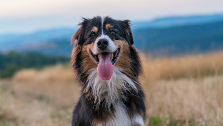 Australian shepherd: Den kærlige og kvikke aussie | Vuffeli hundeblog