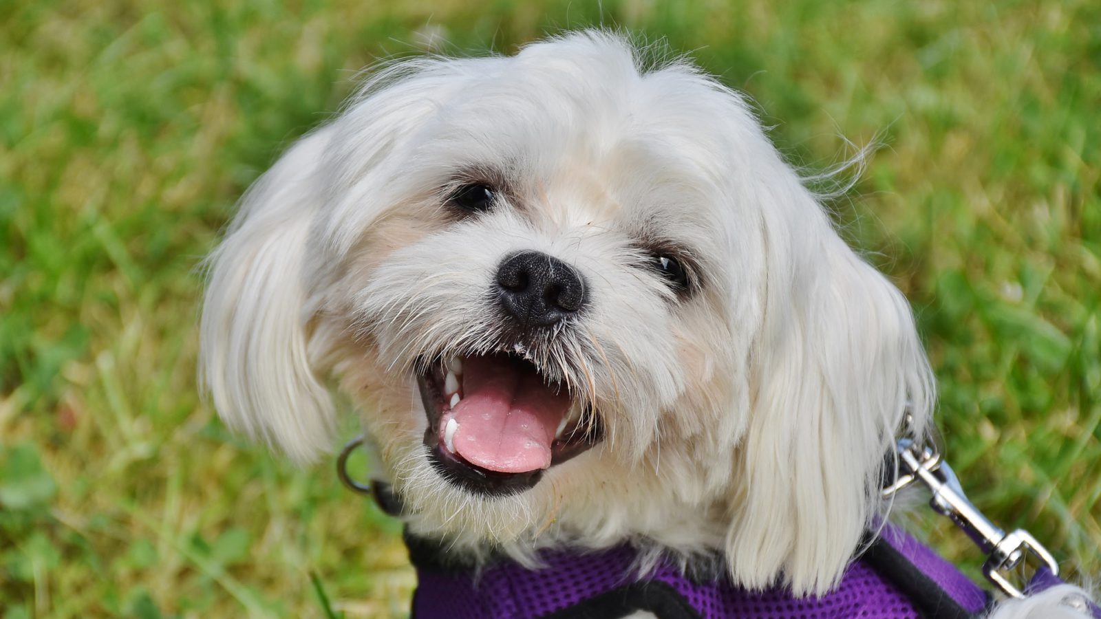 Malteser: Den lille hvide selskabshund | Vuffeli hundeblog