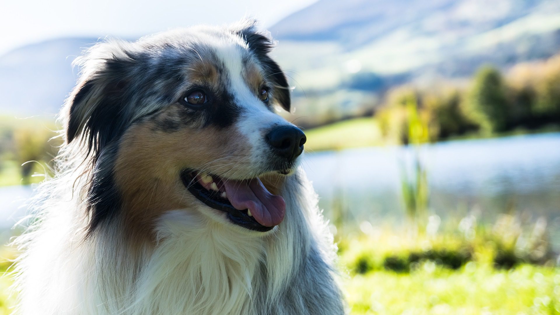 Australian shepherd: Den kærlige og kvikke aussie | Vuffeli hundeblog