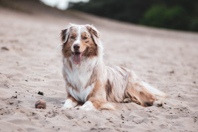 Australian shepherd: Den kærlige og kvikke aussie | Vuffeli hundeblog
