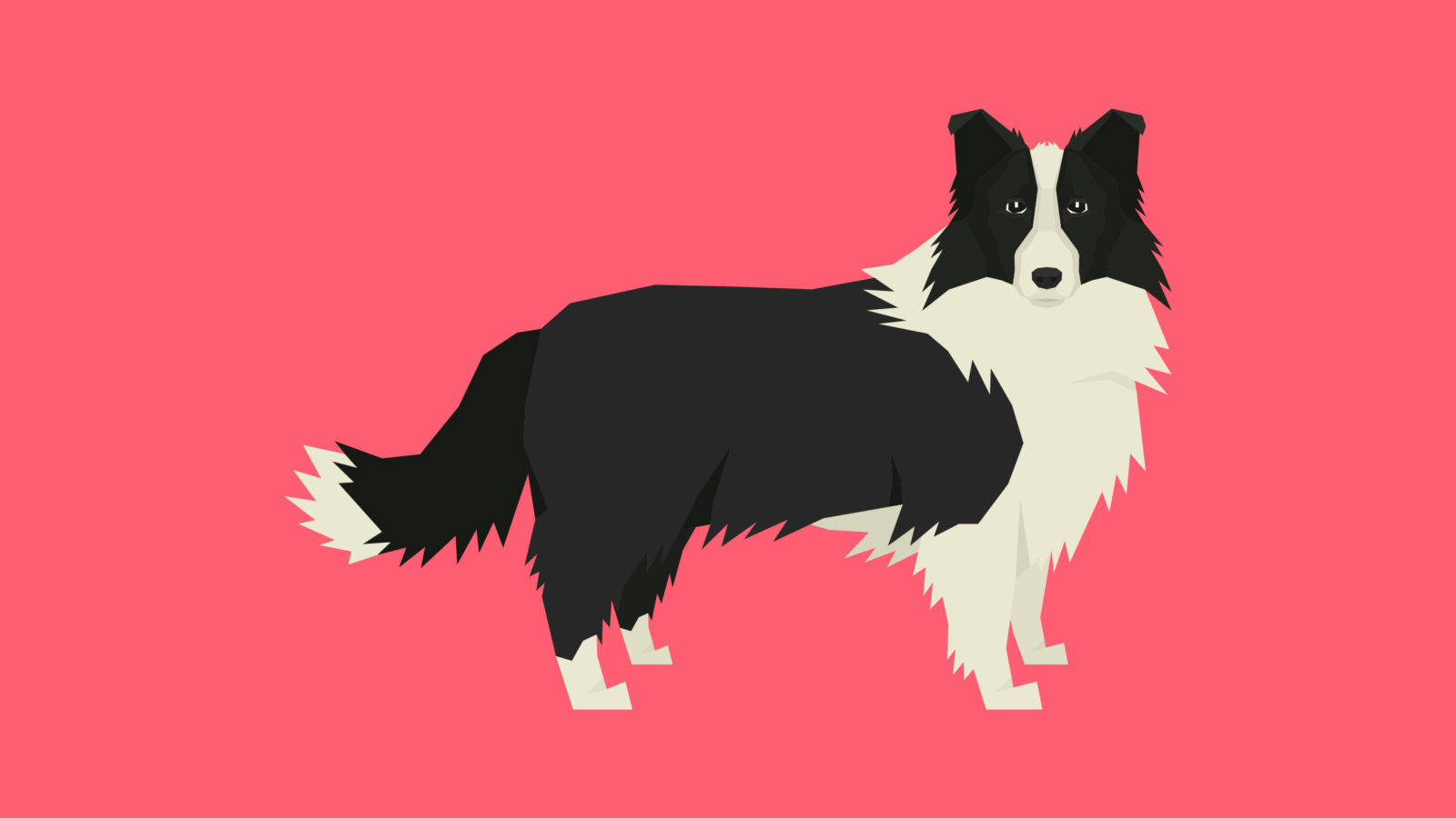 Border collie: Den intelligente hyrdehund | Vuffeli hundeblog