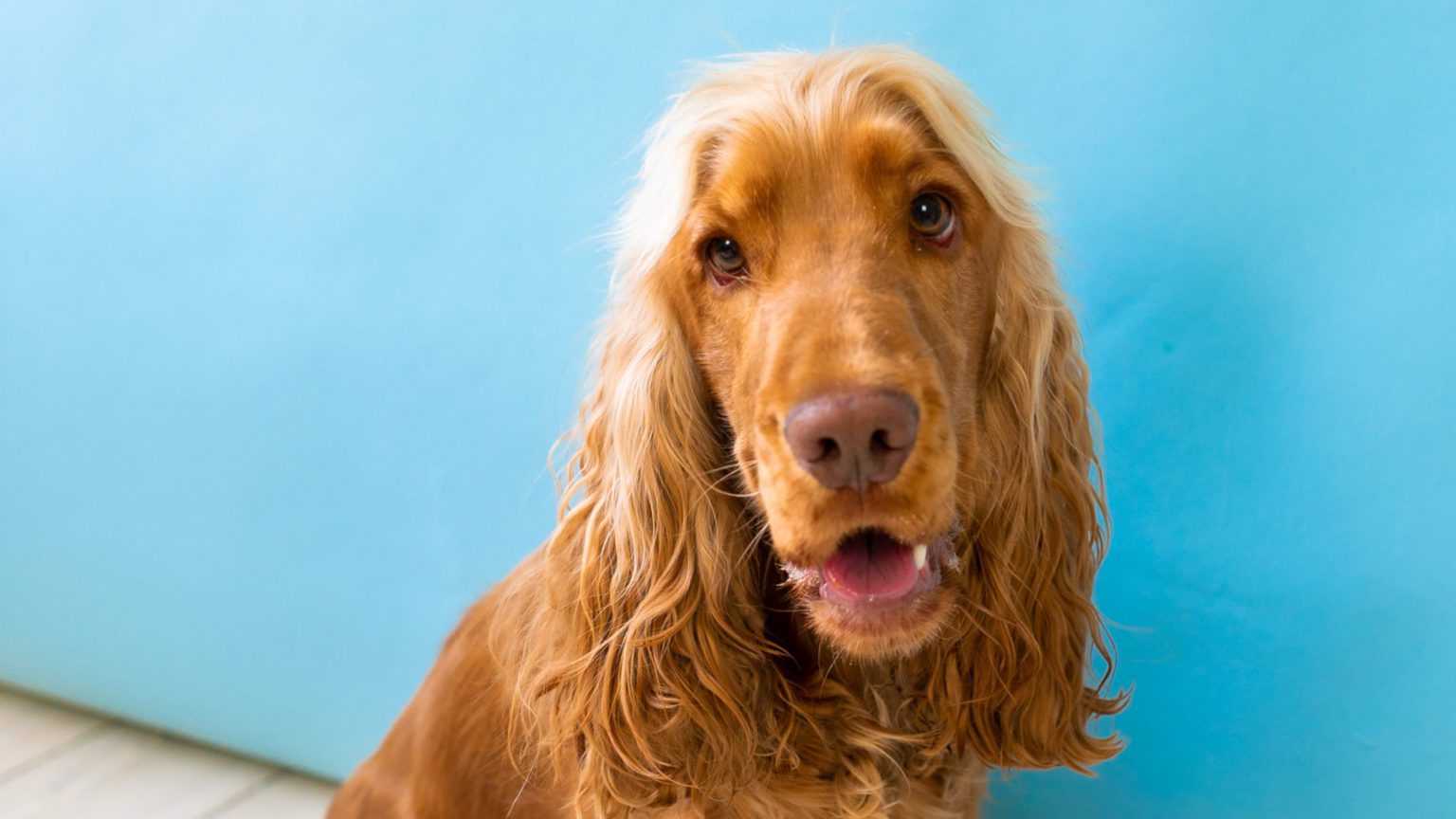 Engelsk cocker spaniel – 10 facts om hunderacen I Vuffeli