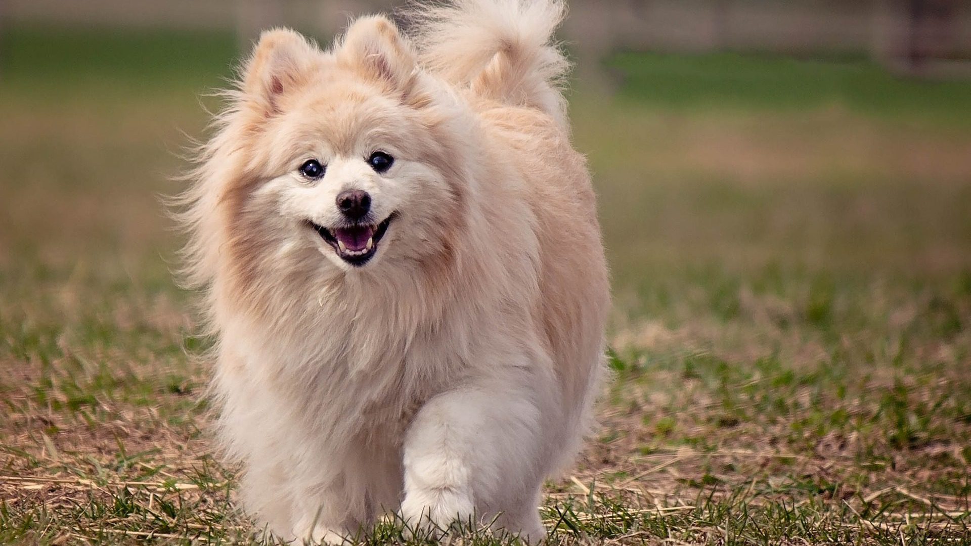 Pomeranian: Den lille pelsede spidshund | Vuffeli hundeblog